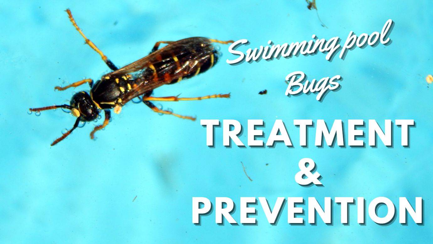 Swimming Pool Bugs: Treatment and Prevention